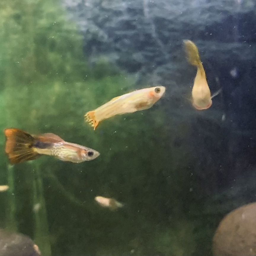 Мальки гуппи