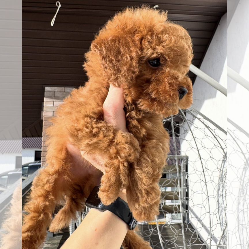 Той-пудель, щенок