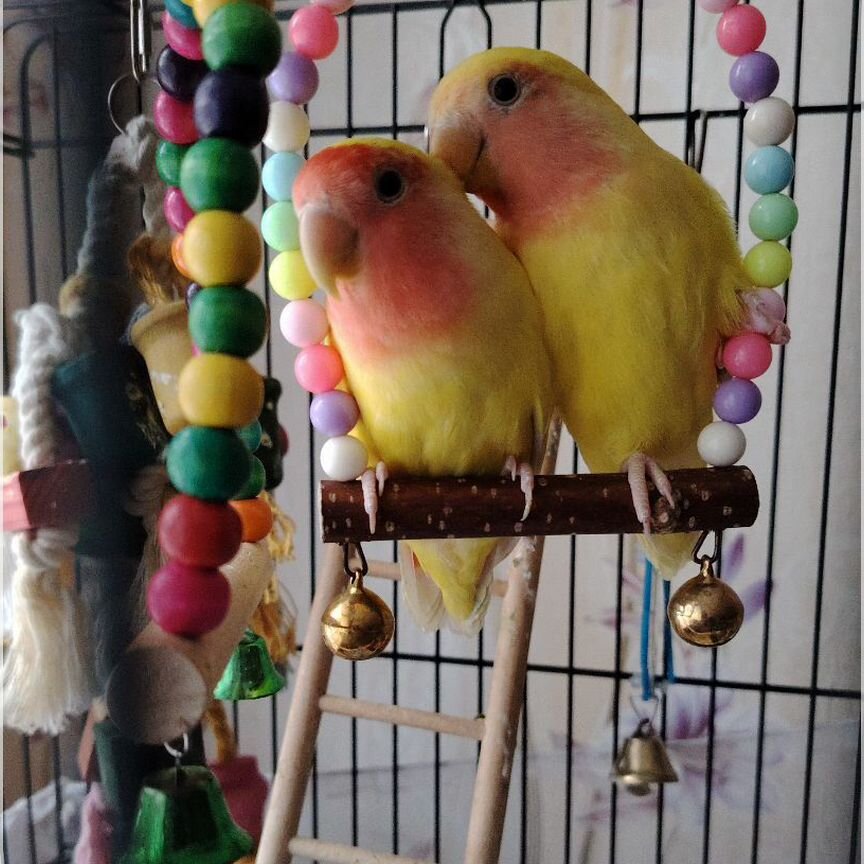 Попугаи неразлучники