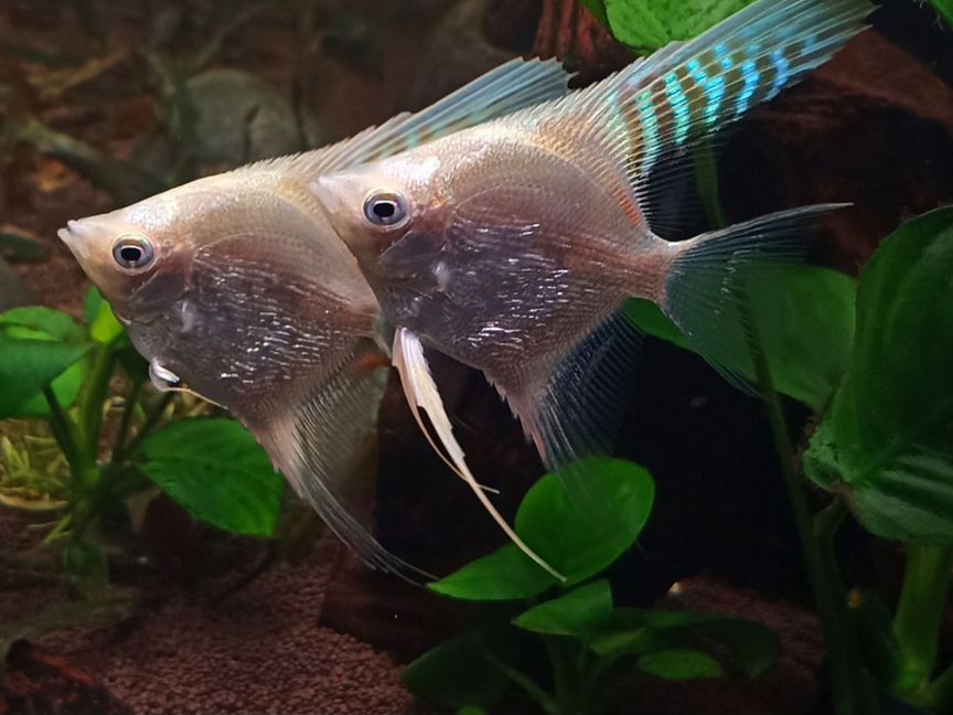 Скалярии платина