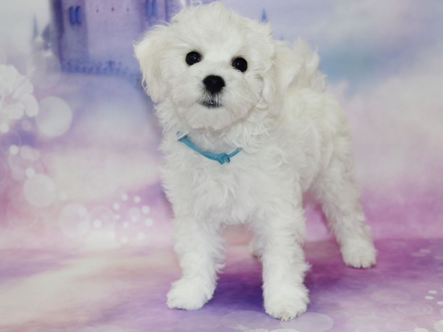 Щенки бишон фризе