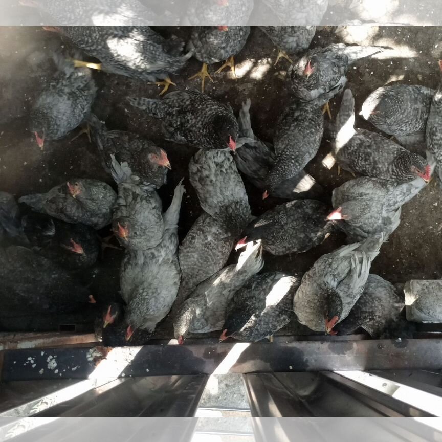 Куры молодки доминант