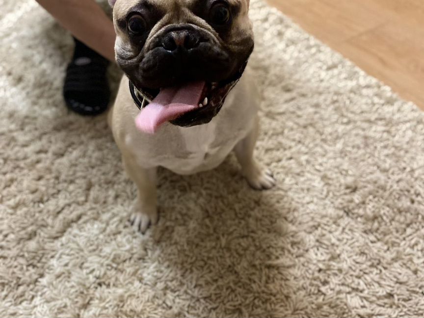 Американский бульдог вязка