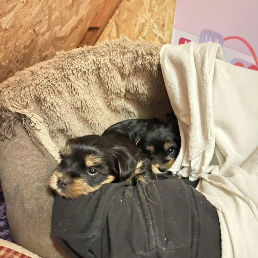 Йоркширский терьер