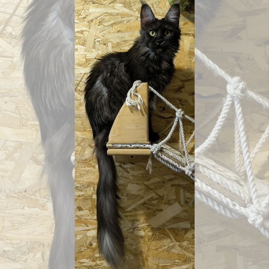 Мейн-кун, взрослая кошка