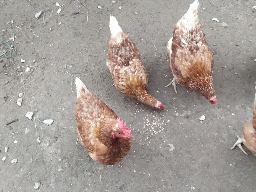 Продам кур несушек, возраст 1.7 6 шт