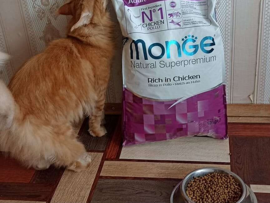 Корм для взрослых кошек Monge cat adult