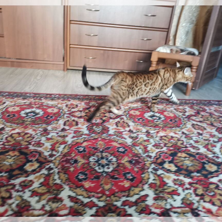Бенгальская, взрослая кошка