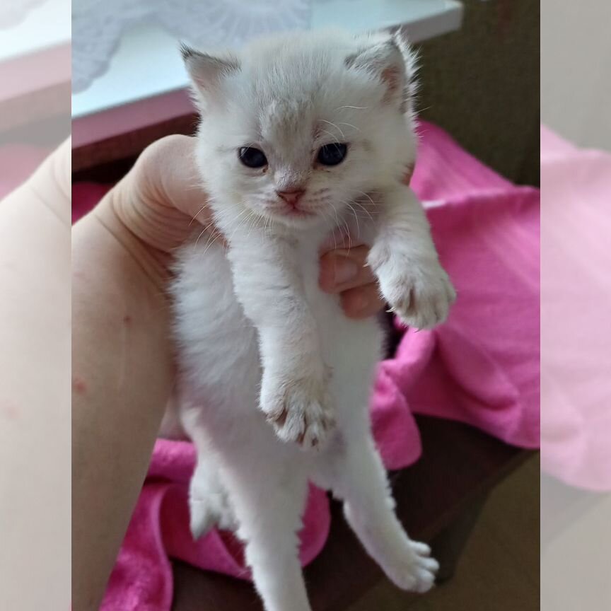 Шотландские котята