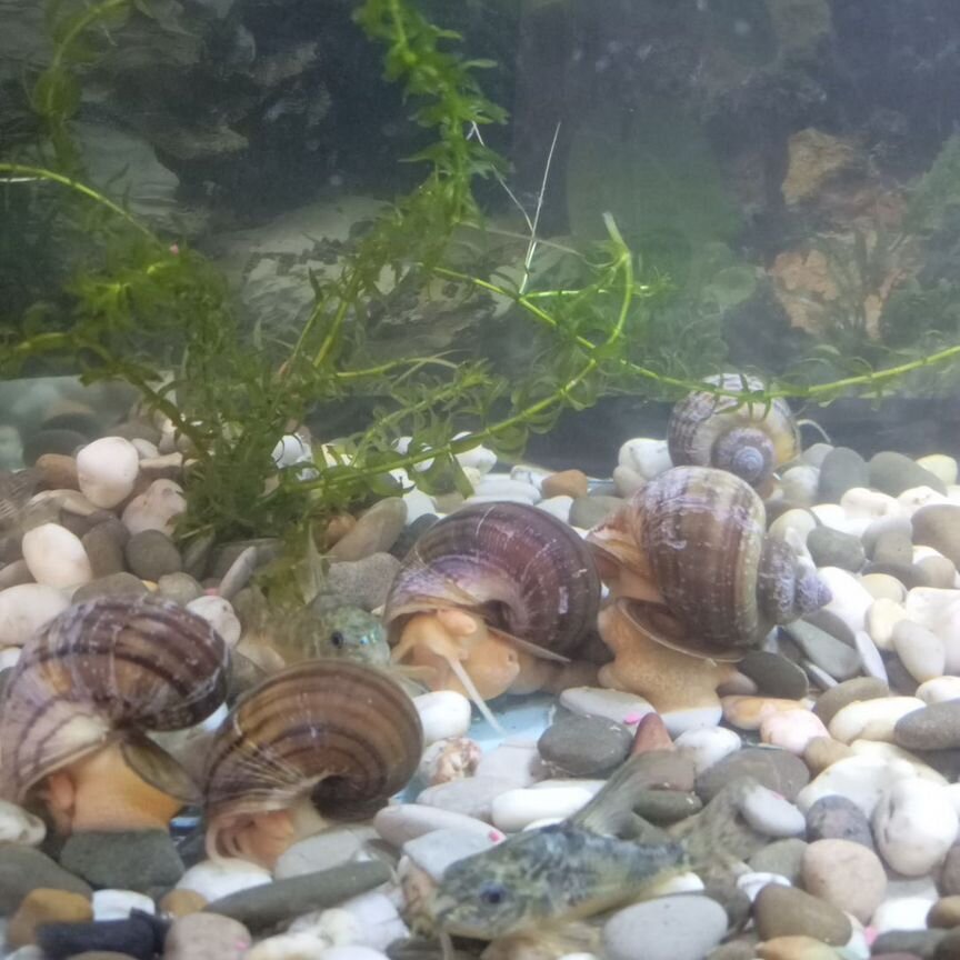 Ампулярие взрослые