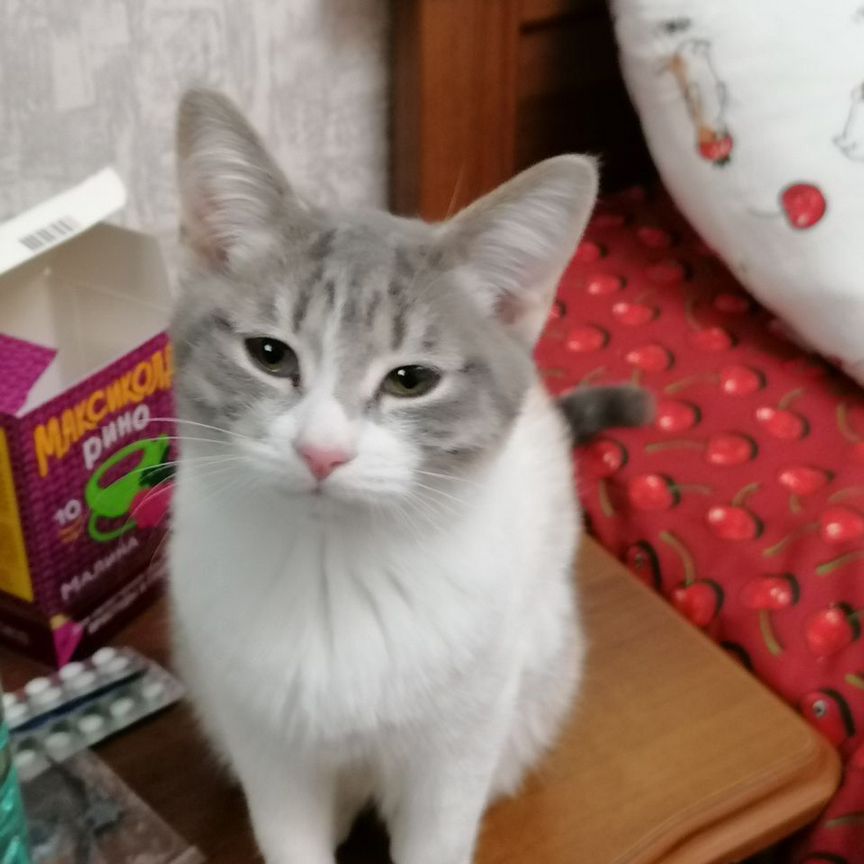 Котёнок в добрые руки