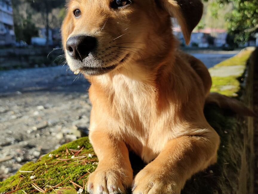 Малышка - коротколапик