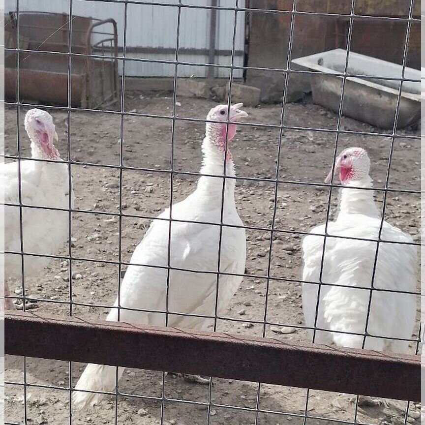 Индюки на мясо