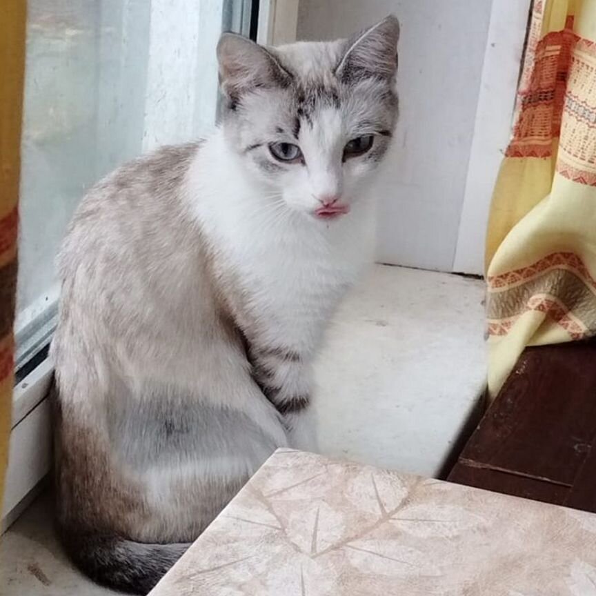 Котенок
