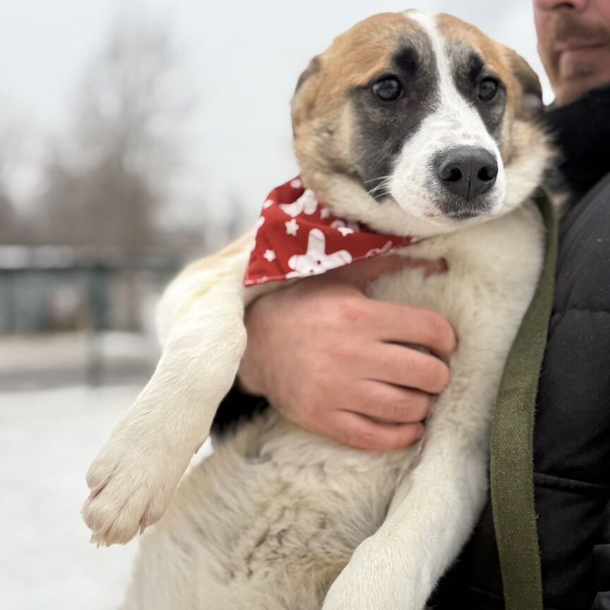 Спасите щенка Манюню из приюта