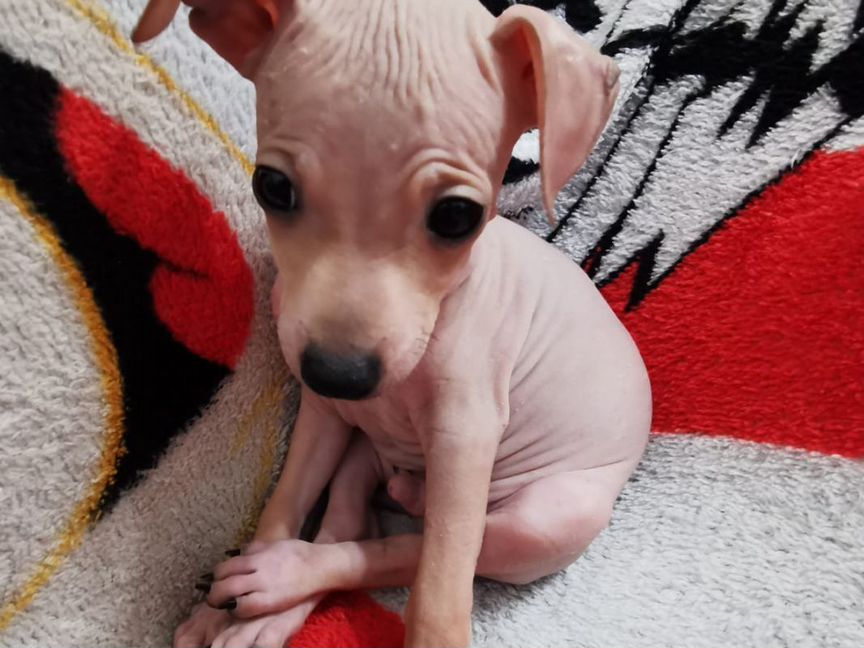 Щенки агт Американский Голый Терьер