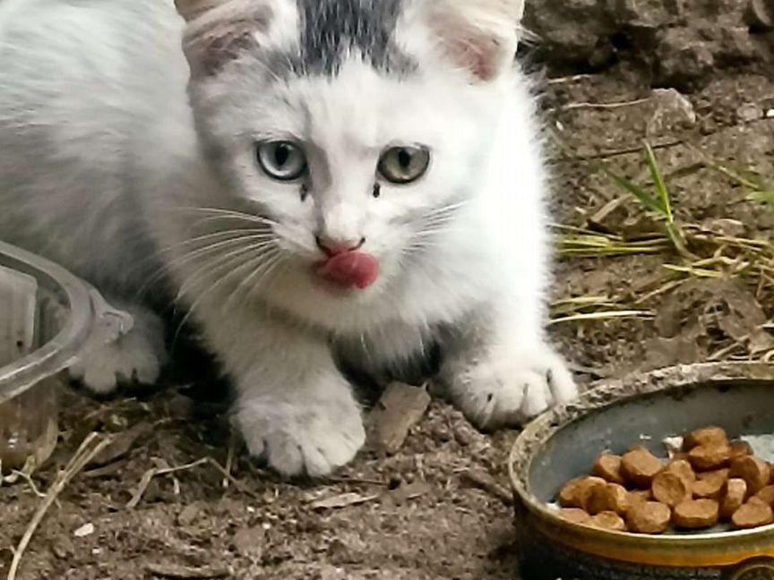 Кошка в дар бесплатно