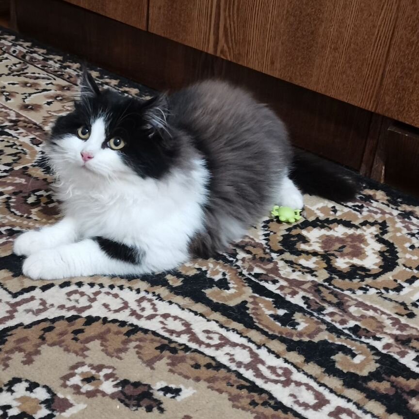 Котенок мальчик