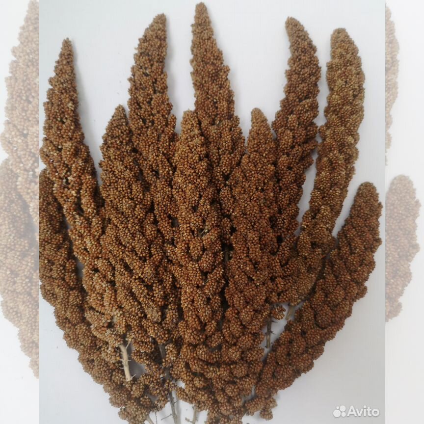 Чумиза колоски