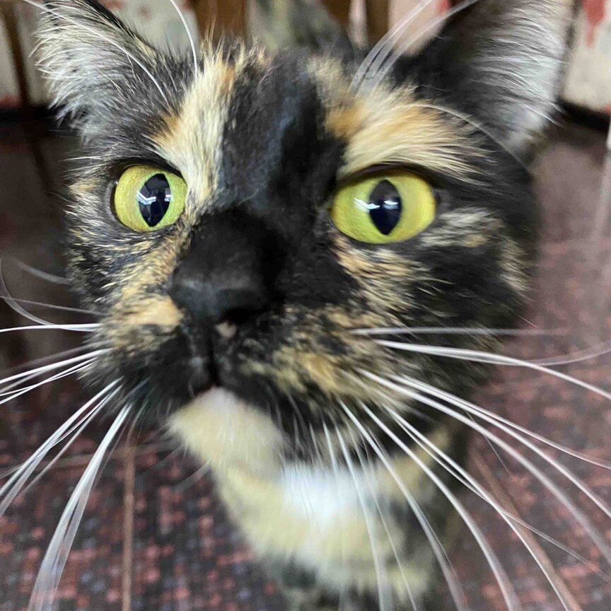 Кошечка в добрые руки