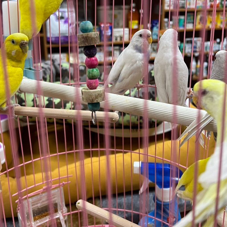 Волнистый попугай и клетки