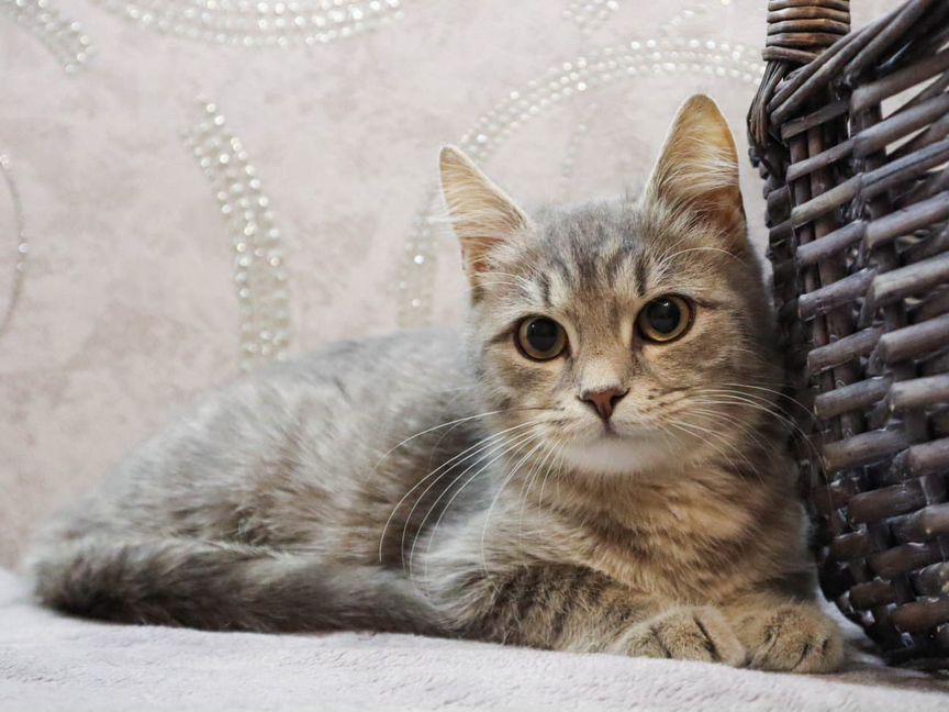 Кошечка ищет дом