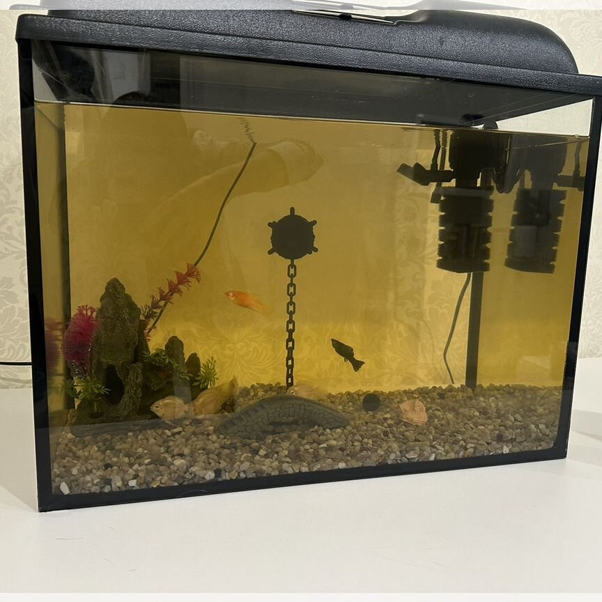 Рыбки и приданное