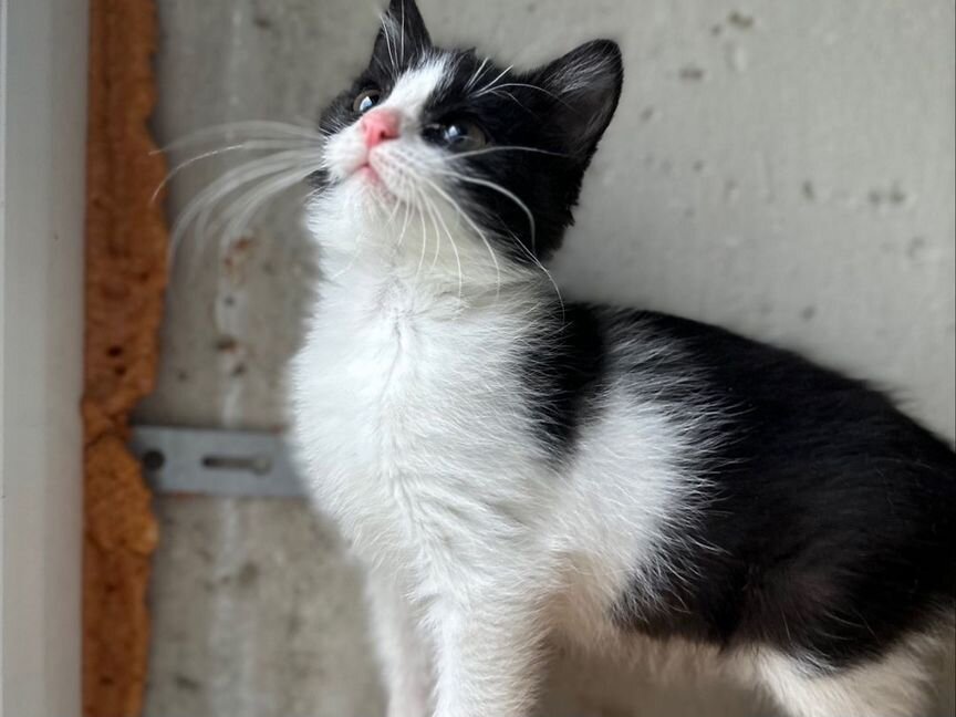 Котенок кошечка 3 месяца привита