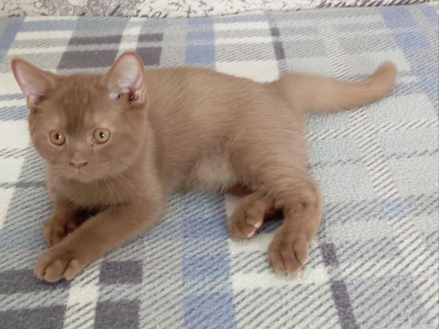 Британский котенок- котик