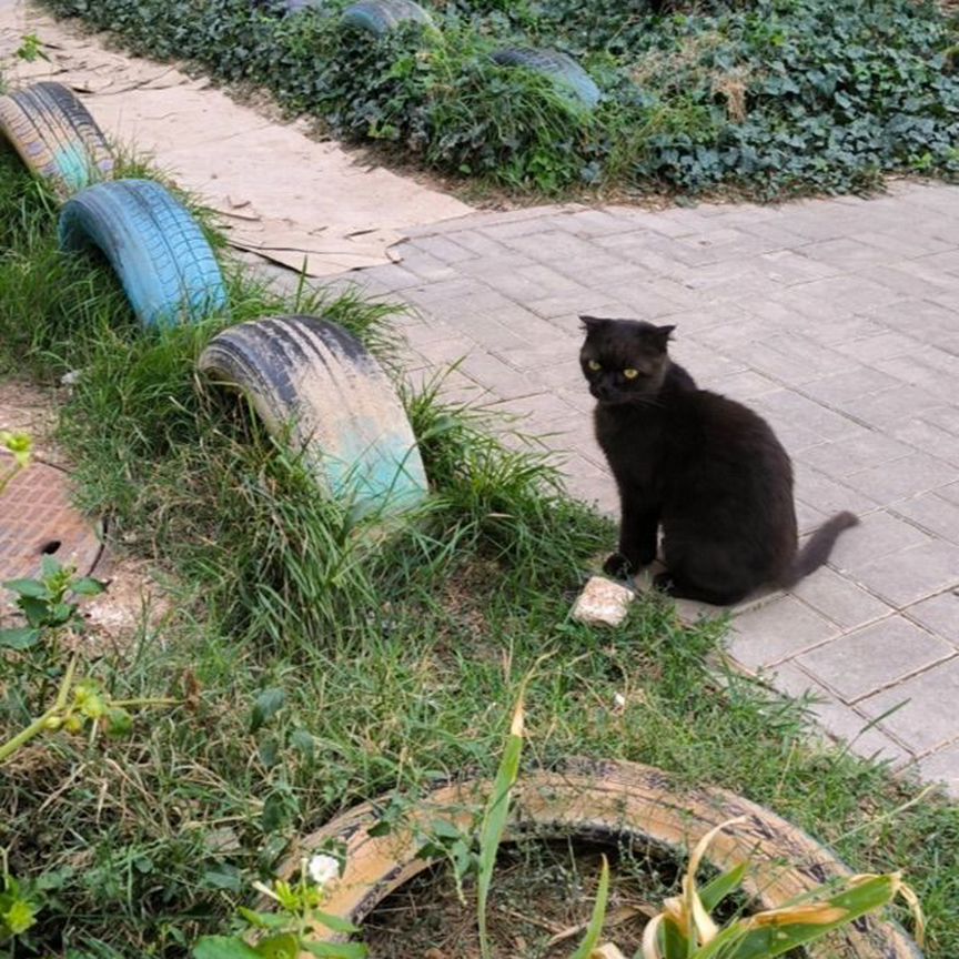 Кот британец