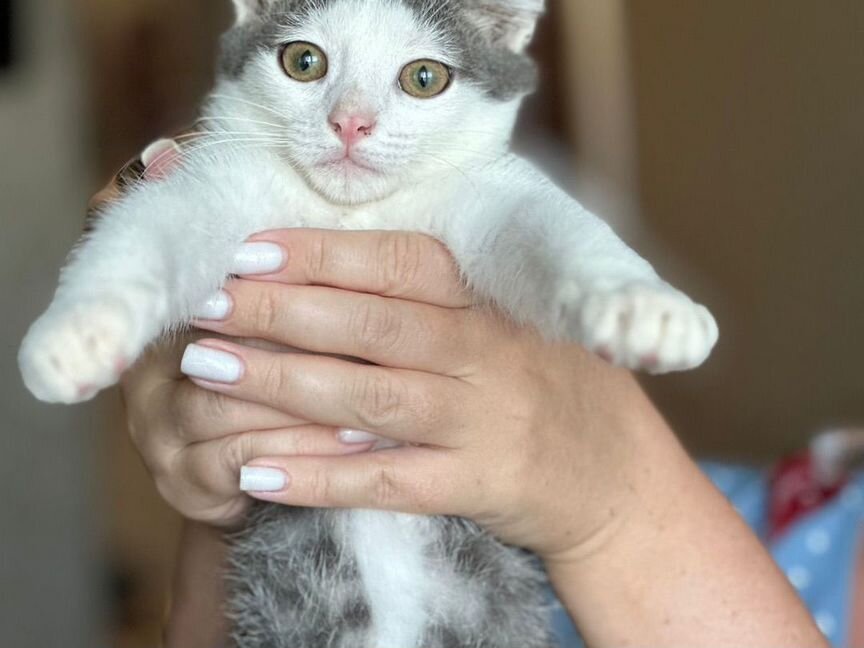 Котята в дар