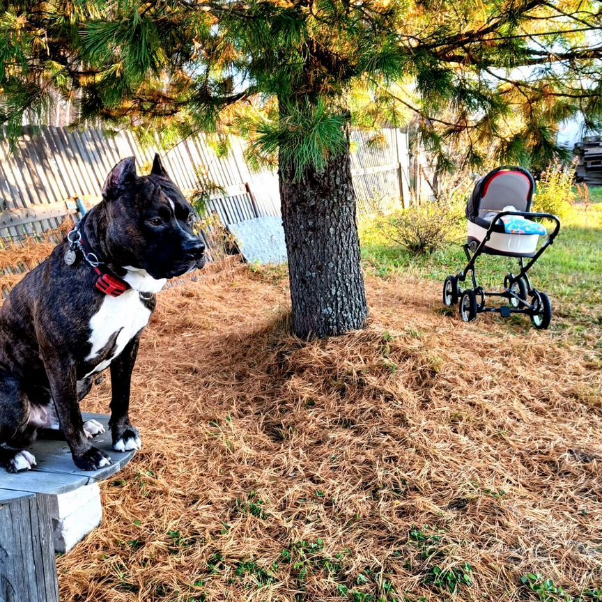 Стаффорд Вязка