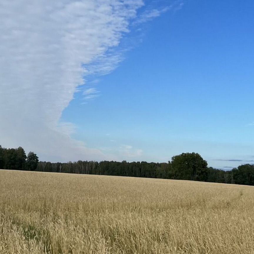 Пшеница в мешках