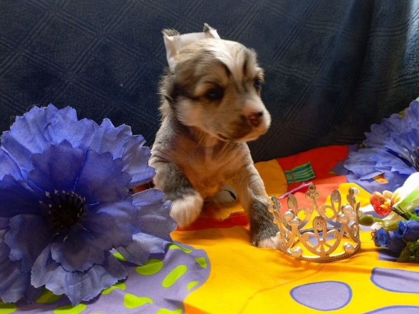 Щенки китайской хохлатой