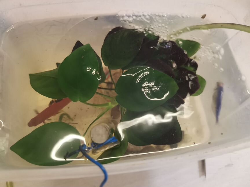 Аквариумные рыбки бесплатно