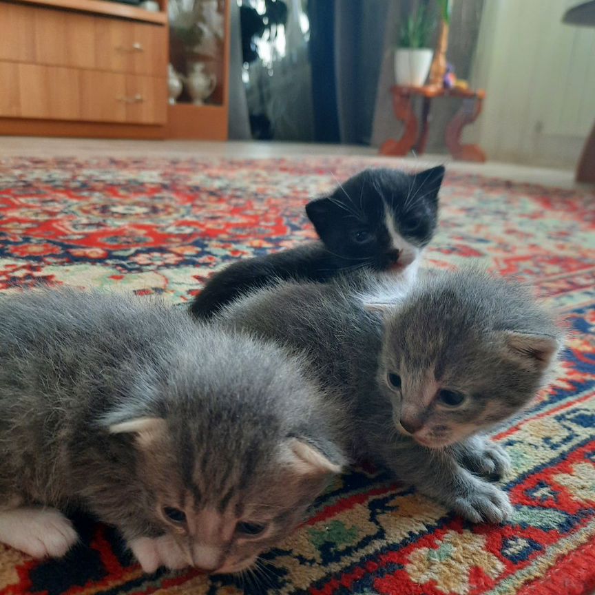 Милые котята