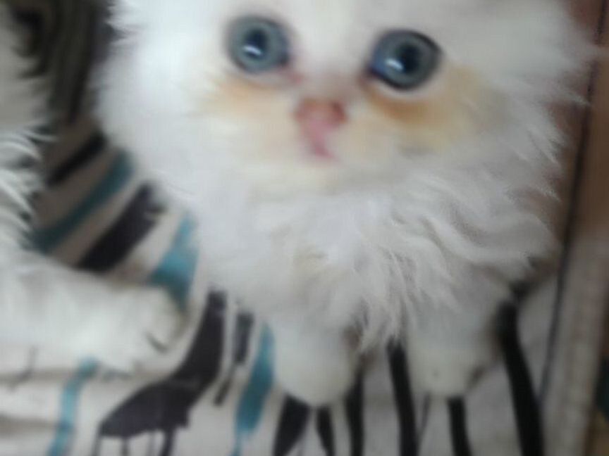 Милашка котик