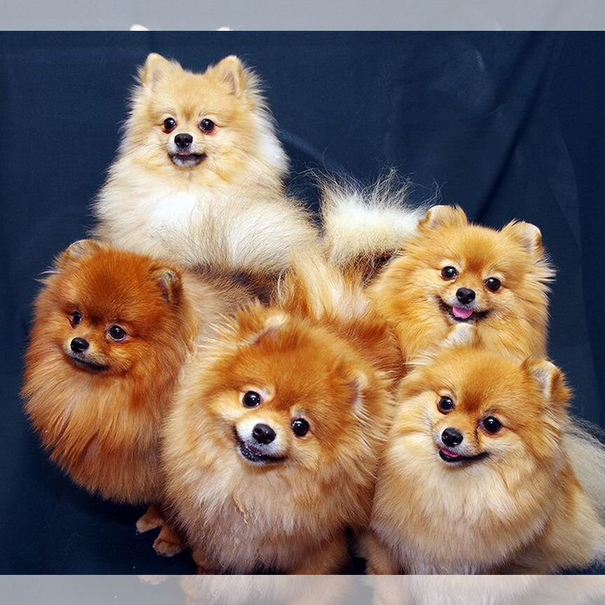 Немецкий шпиц, щенок