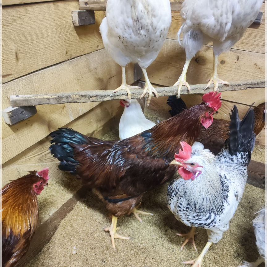 Молодые петухи