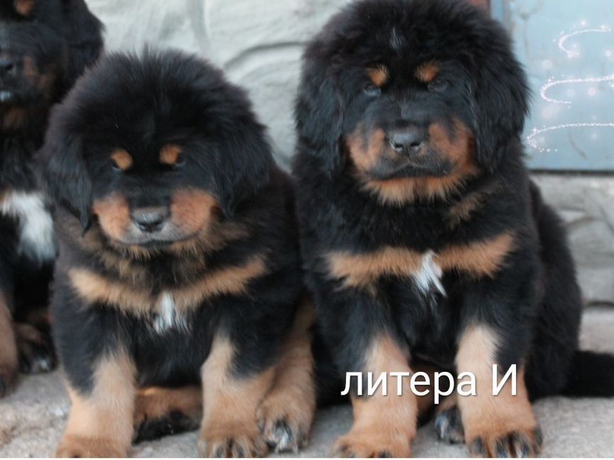 Тибетский мастиф щенки
