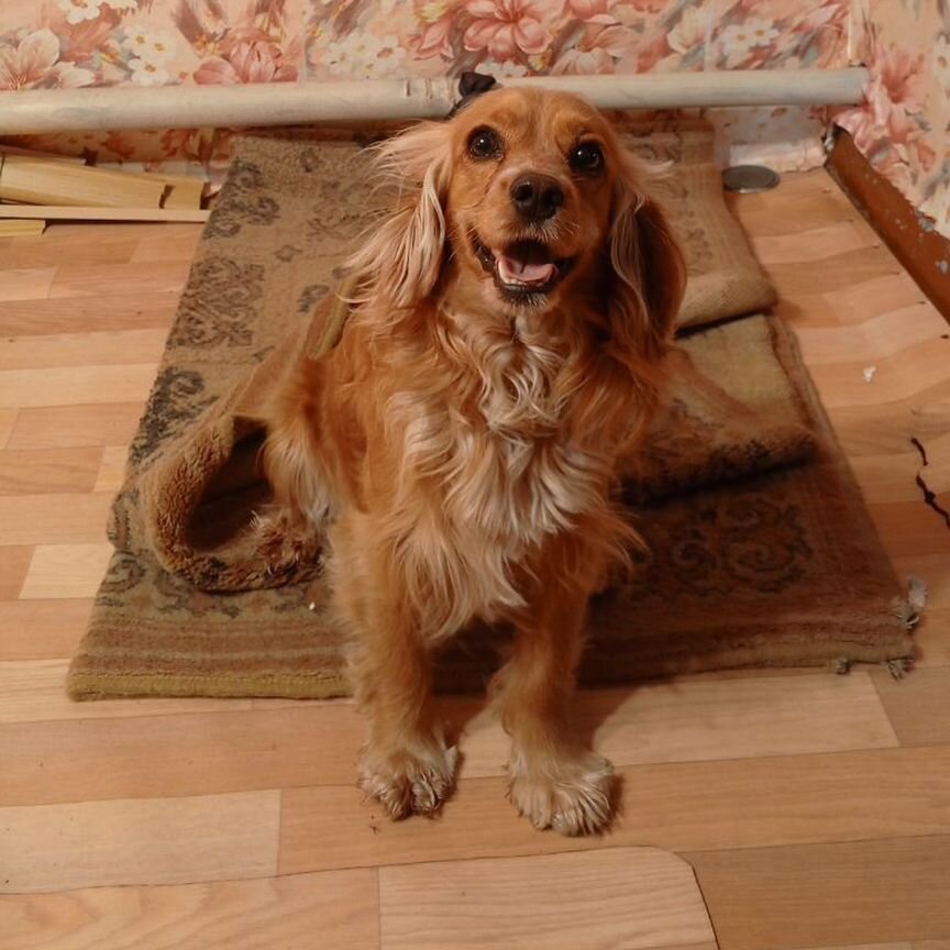 Кавалер кинг-чарльз-спаниель, взрослый пёс