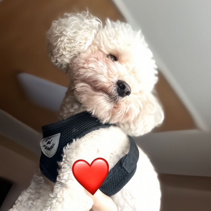 Мальтипу, взрослая собака