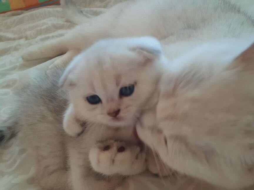 Кошка