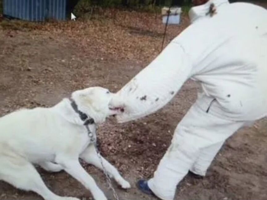 Обученная овчарка бесплатно