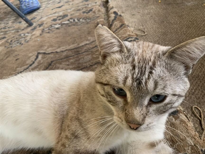 Кошка невская маскарадная