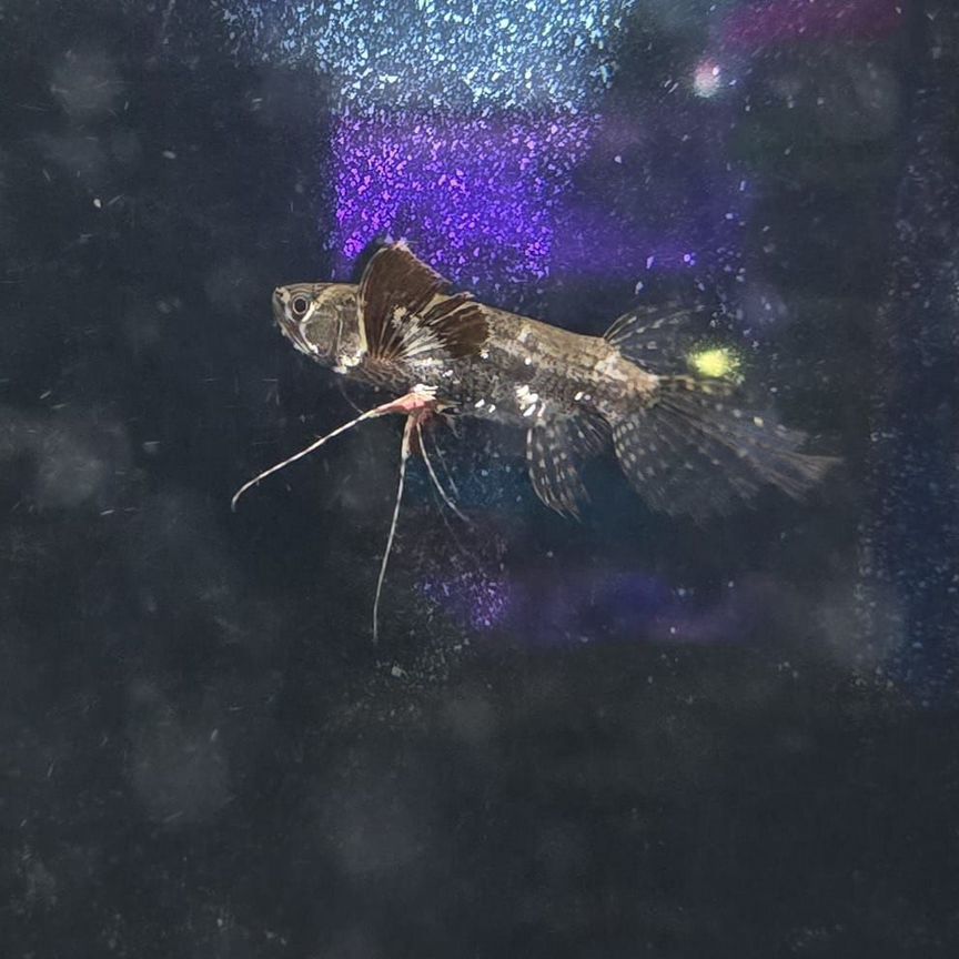 Пантодон -аквариумная рыбка бабочка