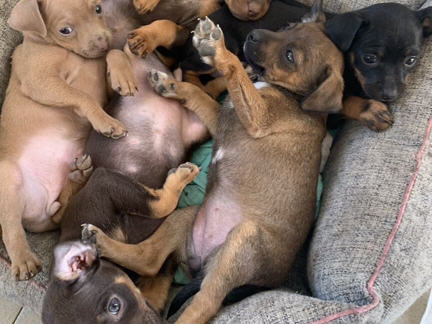 Той-терьер щенки