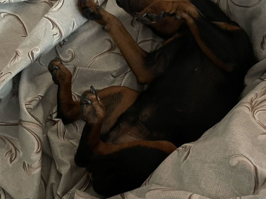 Вязка цвергпинчер