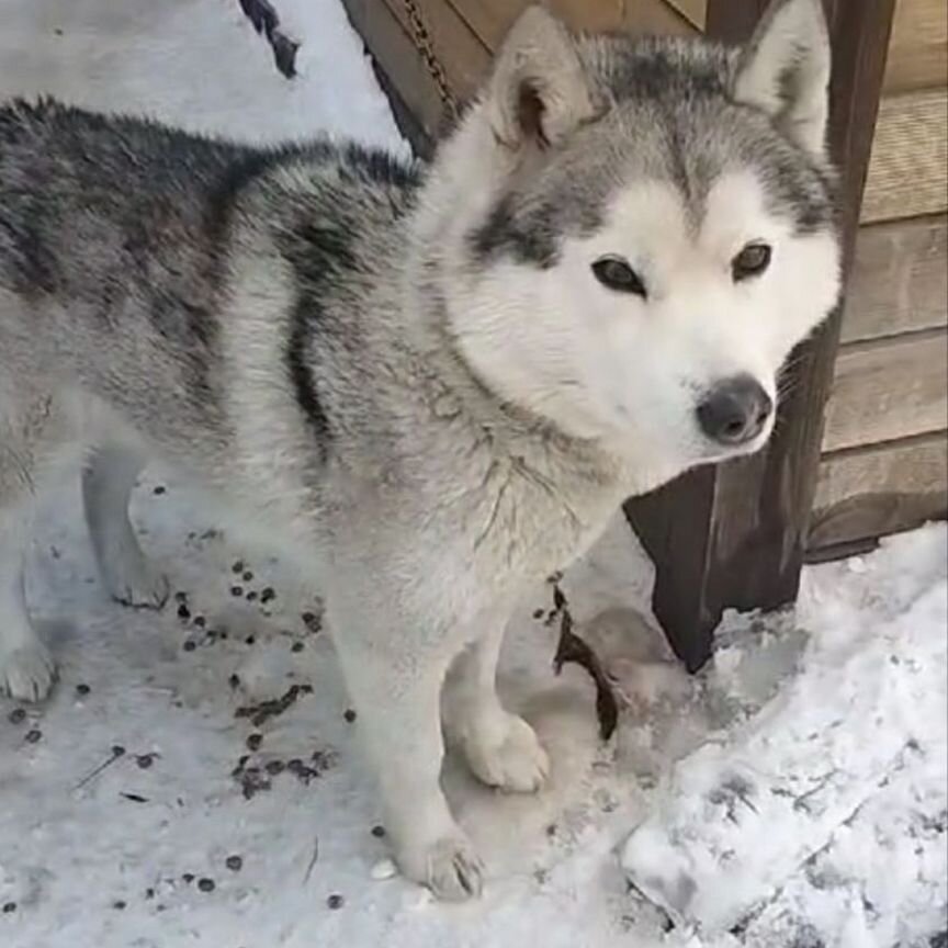 Сибирский хаски Арчи 3 года кастрирован