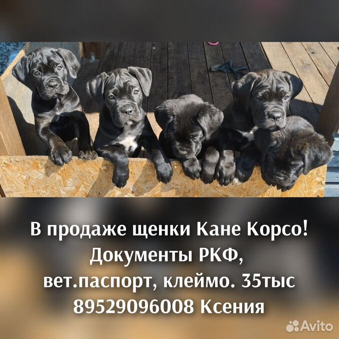 Продажа щенков Кане Корсо